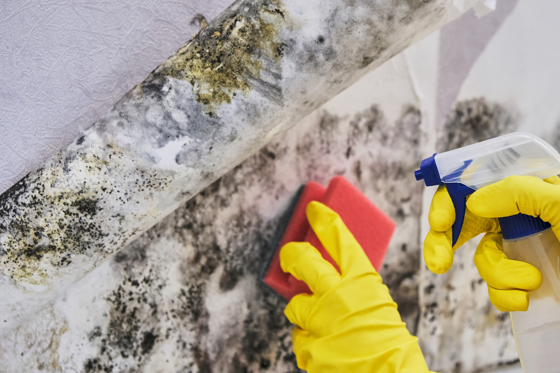 Mold - Hidden dangers and what to do about it